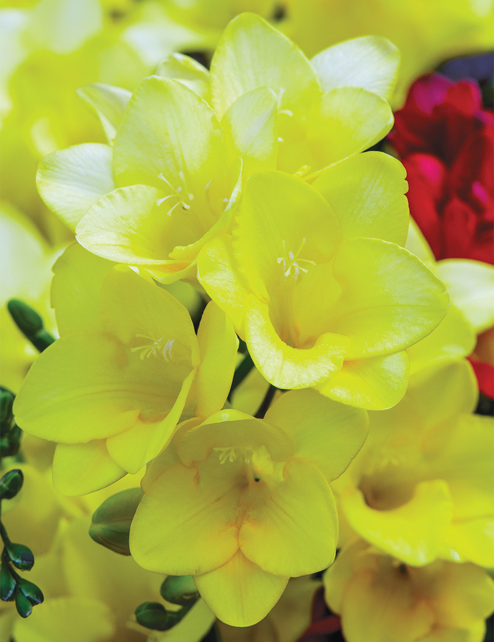 Tesselaar Fundraising - Bergunden Freesia 'Maya'