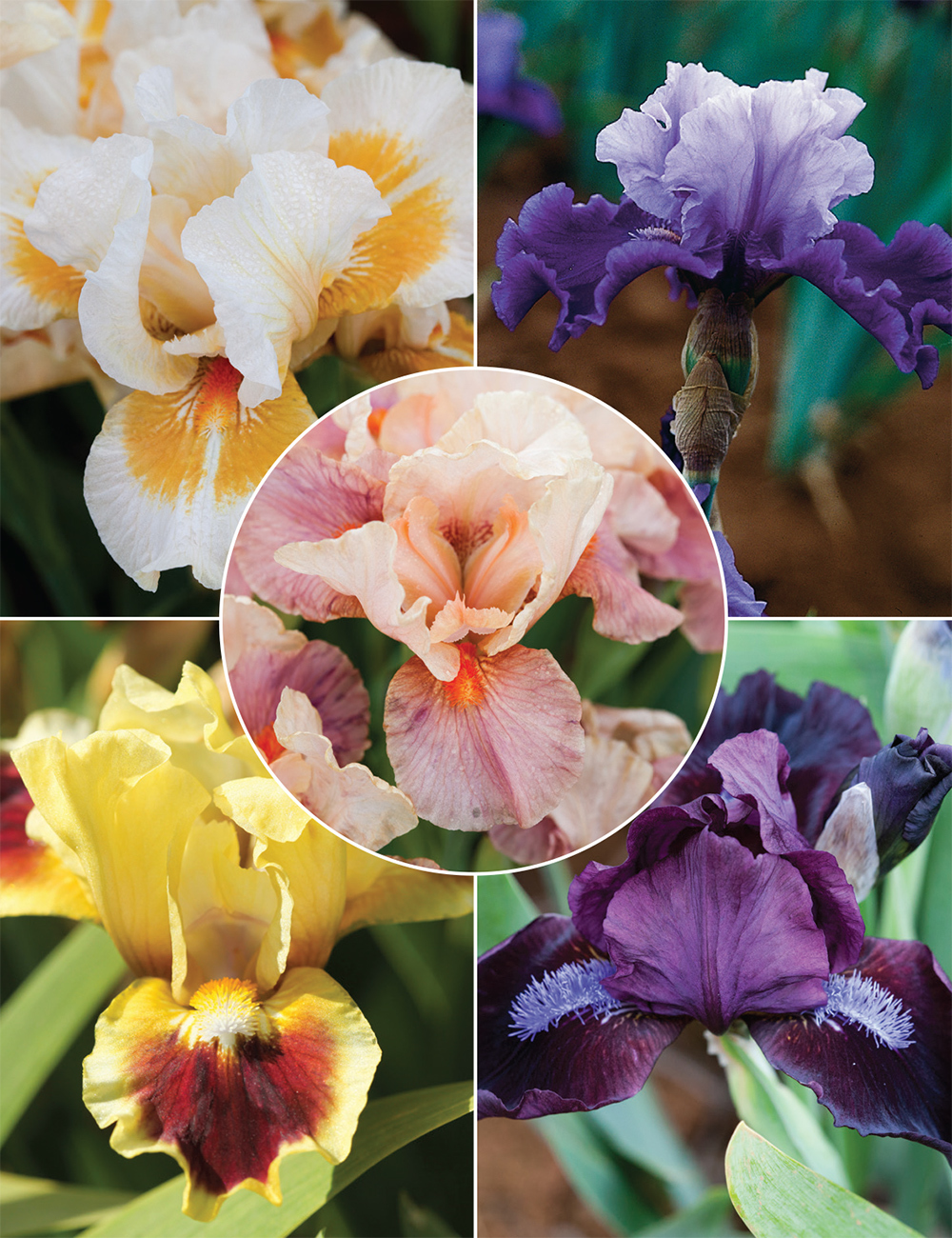 Tesselaar Fundraising - Dwarf Bearded Iris Collection Tesselaar Fundraising - Dwarf Bearded Iris Collection