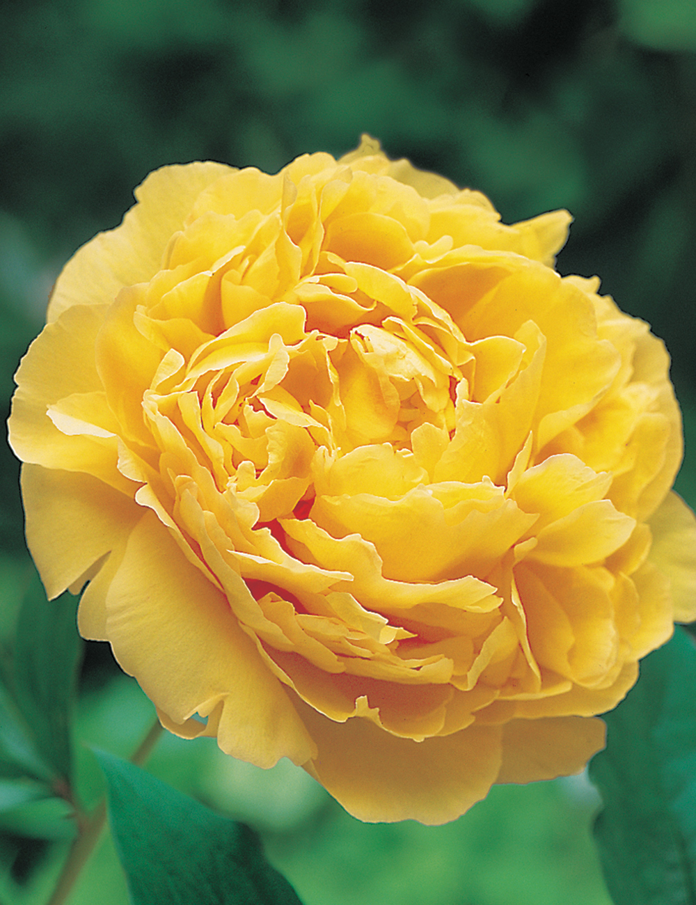 Tesselaar Fundraising - Tree Peony 'Alice Harding'